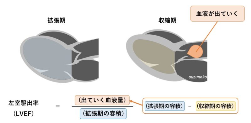 心エコーでの左室収縮機能(LVEF)の評価について | 循環器内科すずねこのブログ