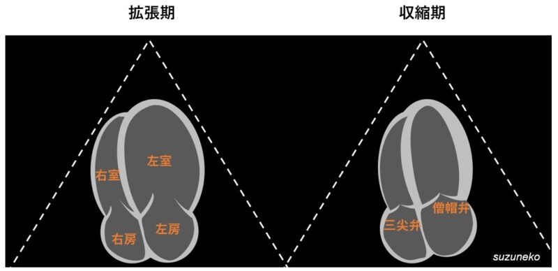 心エコーでの左室収縮機能(LVEF)の評価について | 循環器内科すずねこのブログ
